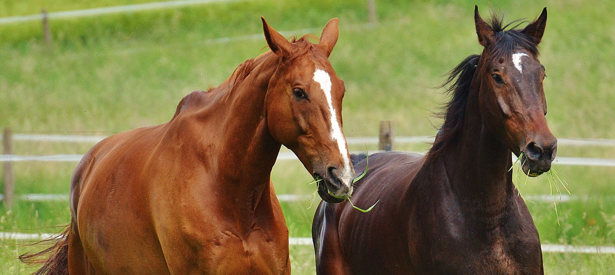 Equine Welfare - Blythman & Partners
